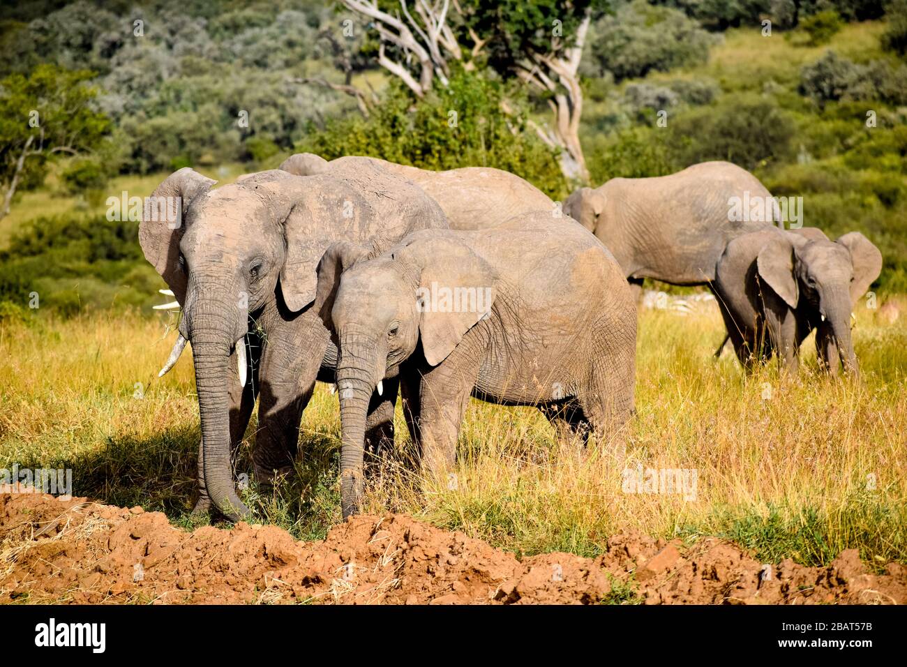 How many elephants hi-res stock photography and images - Alamy