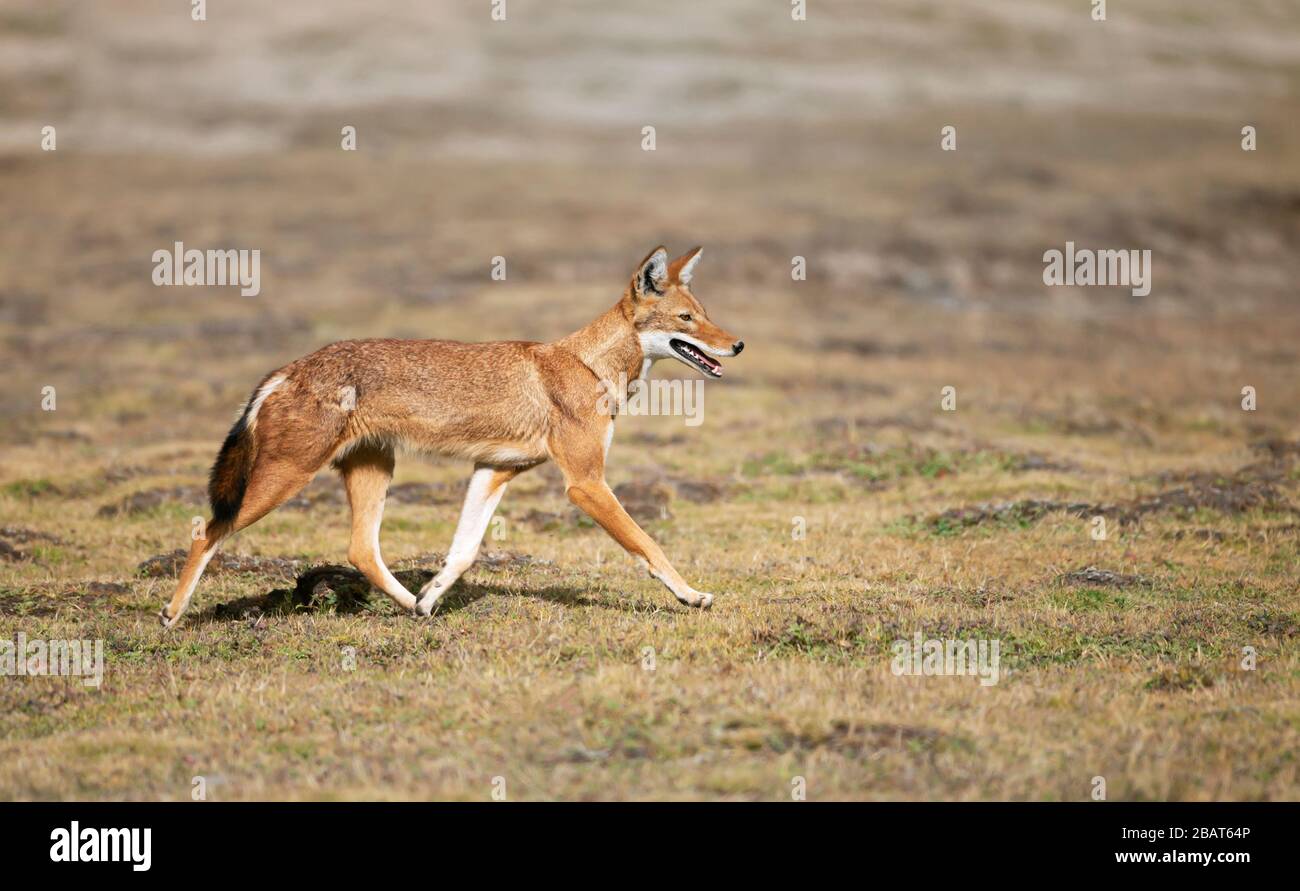 Close up of a rare and endangered Ethiopian wolf (Canis simensis) in ...