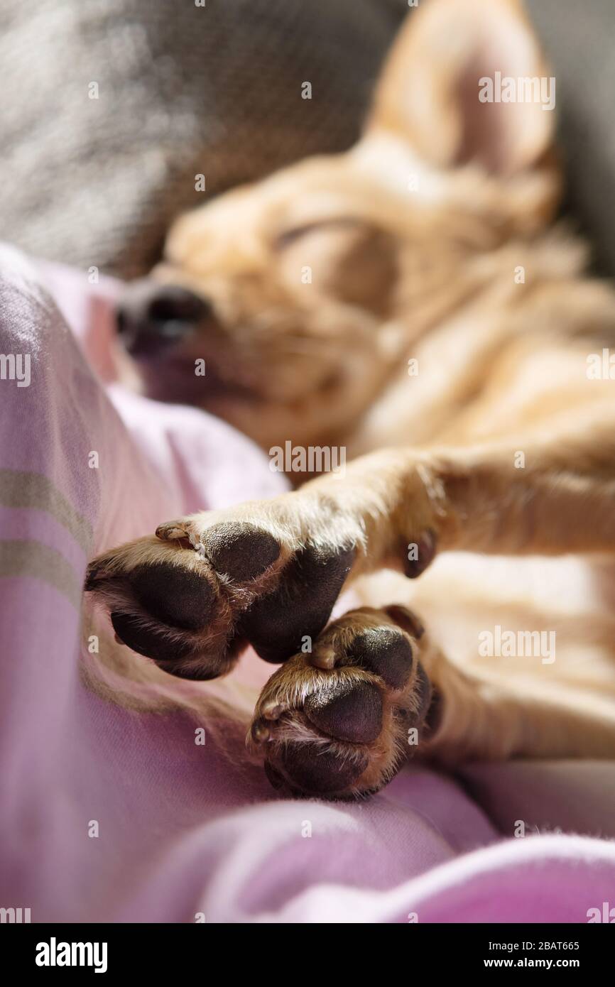 Closeup of paws and a small dog resting on a couch. Pets, dogs and ...