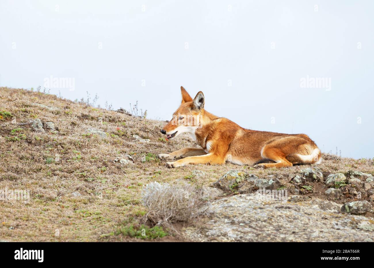 Close up of a rare and endangered Ethiopian wolf (Canis simensis) lying ...