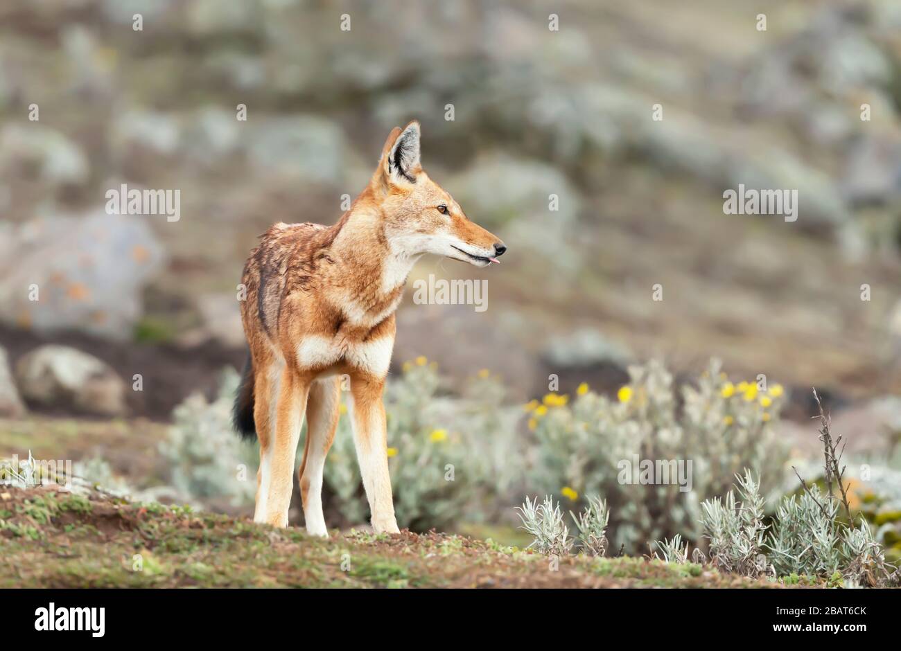 Close up of a rare and endangered Ethiopian wolf (Canis simensis) in ...