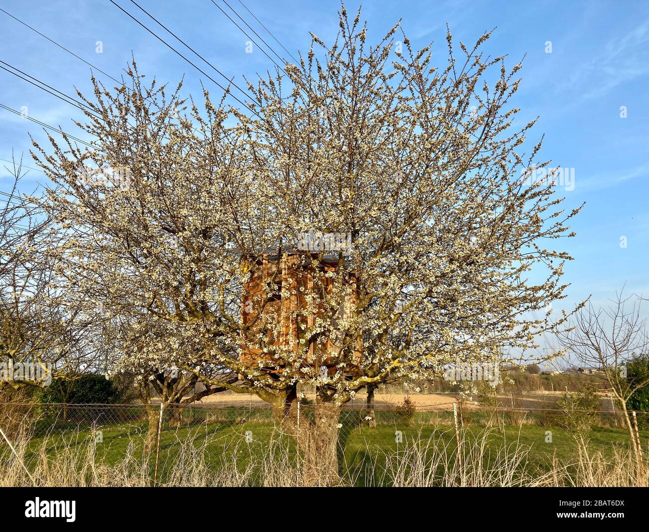 treehouse cabin log built in a blossoming oval shape tree Stock Photo ...