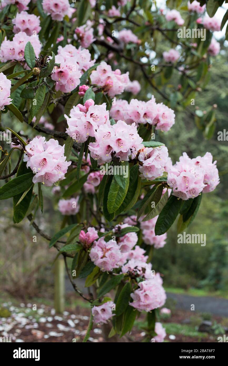 Rhododendron Arboreum High Resolution Stock Photography and Images - Alamy