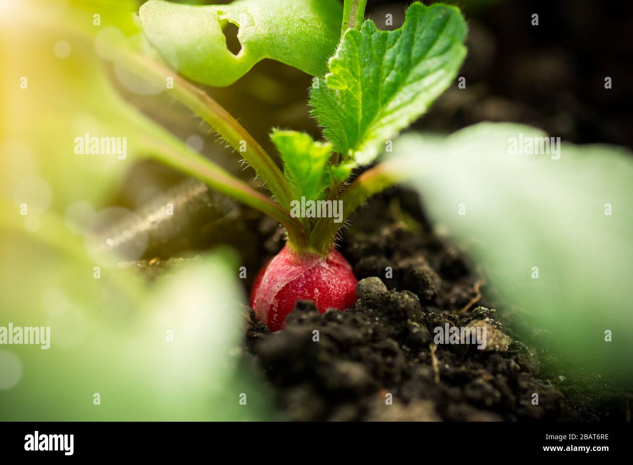 fresh young little radish grows in the ground Stock Photo - Alamy