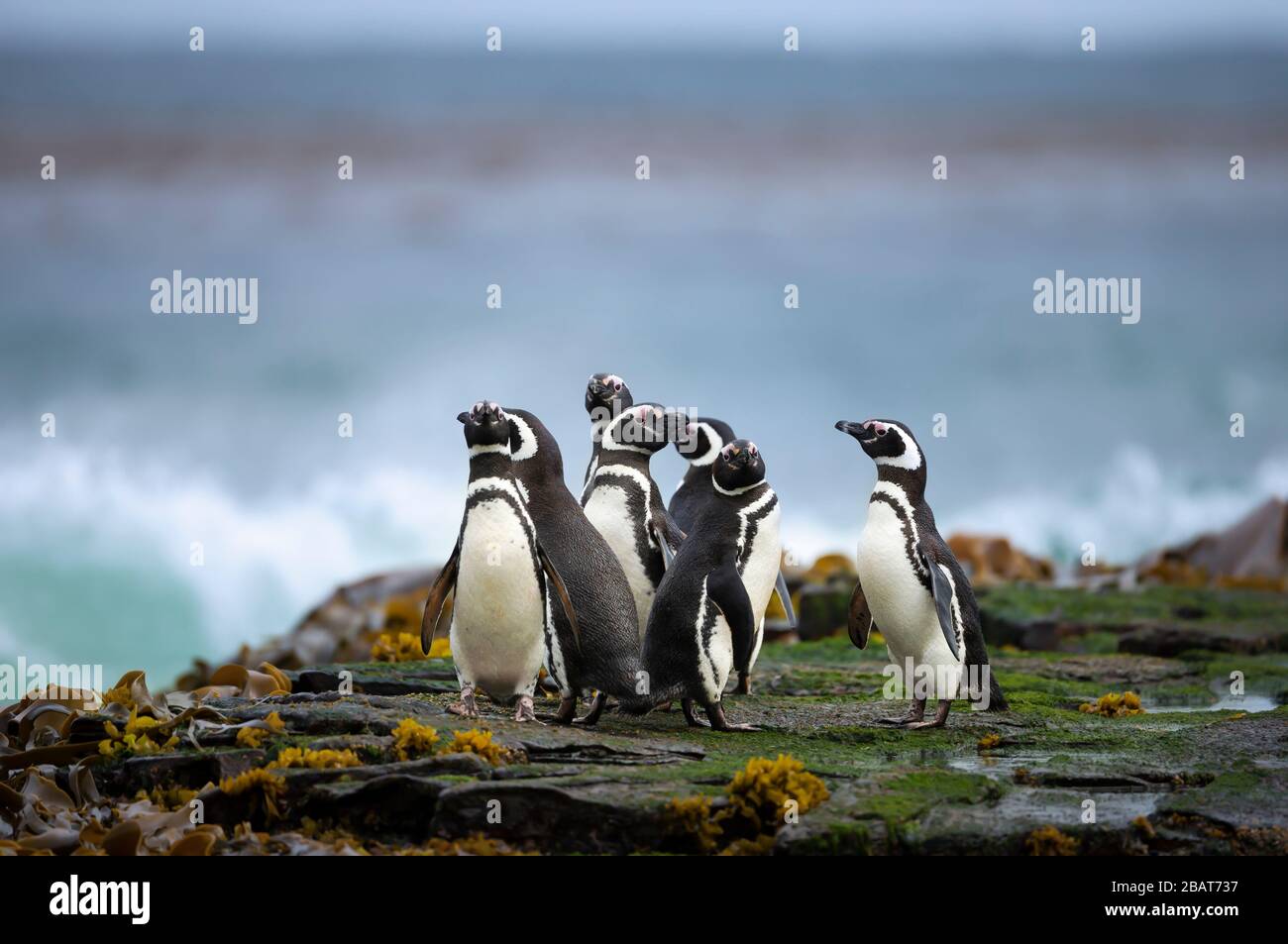 Group of Magellanic penguins standing on a shore of Falkland Islands ...