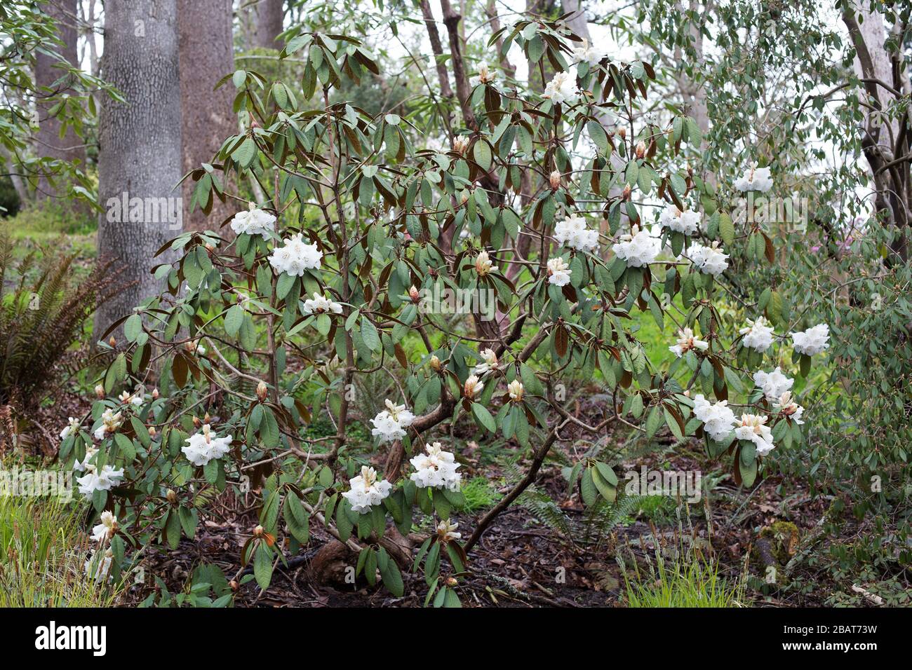 Rhododendron 'Sir Charles Lemon' Stock Photo - Alamy