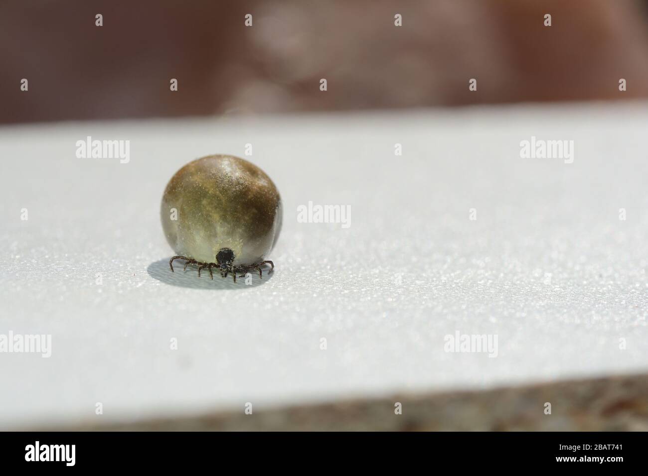 Blood-sucking ectoparasites - A tick soaked in blood on a white ...