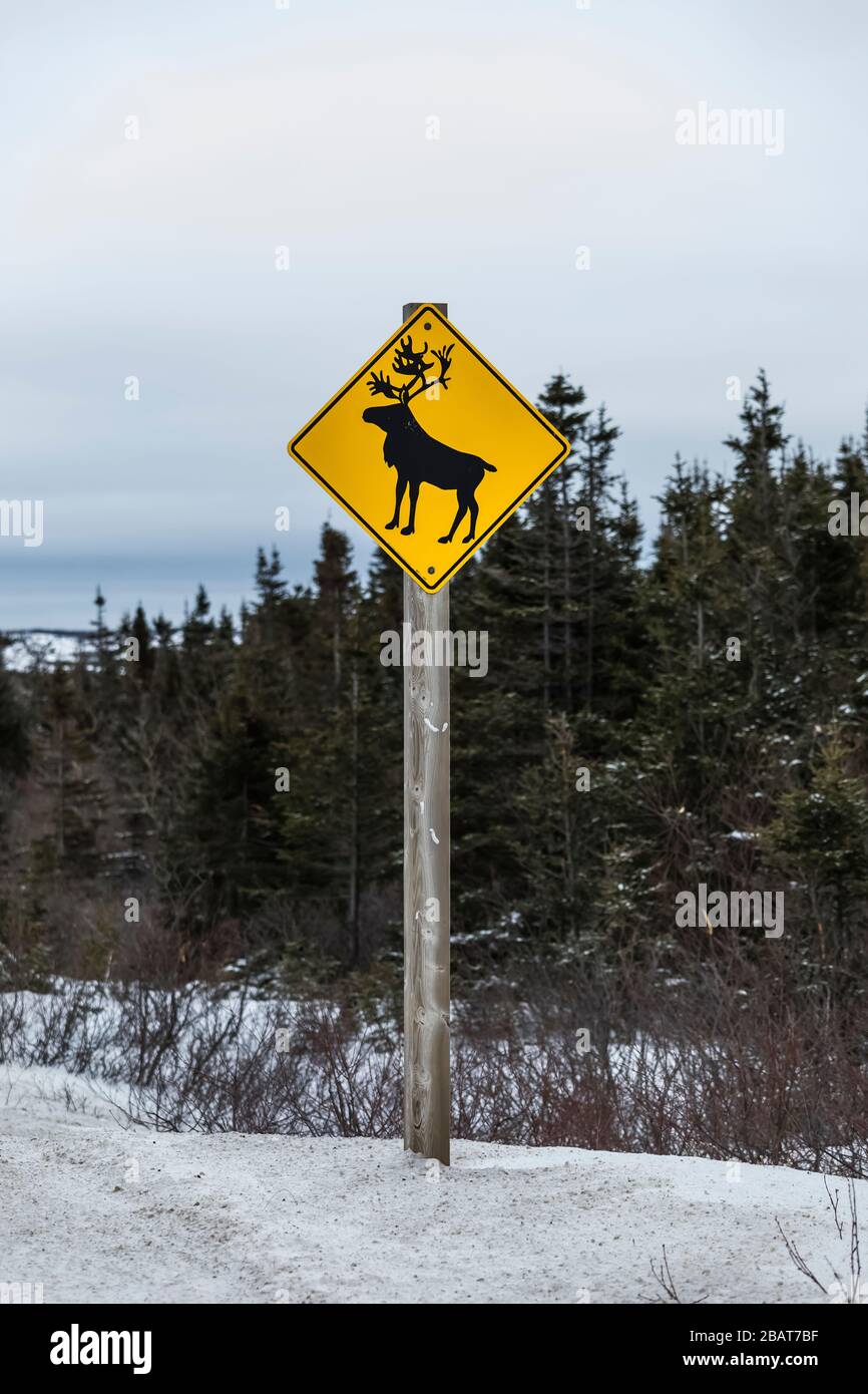 Caribou caution sign along highway on Fogo Island in Newfoundland ...