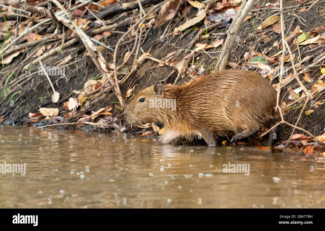 Capybara baby hi-res stock photography and images - Alamy