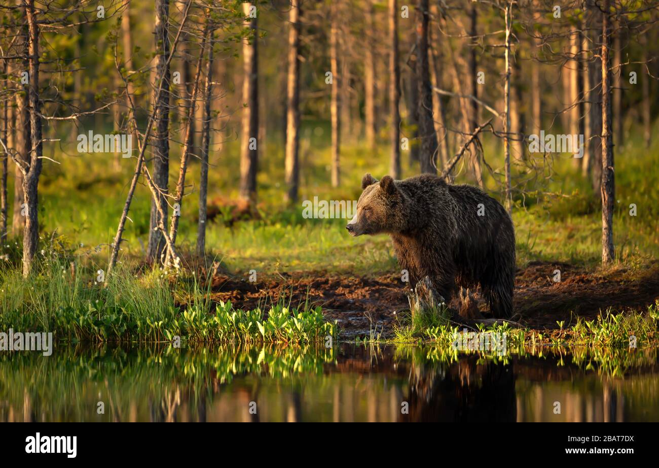 Male brown bear hi-res stock photography and images - Alamy