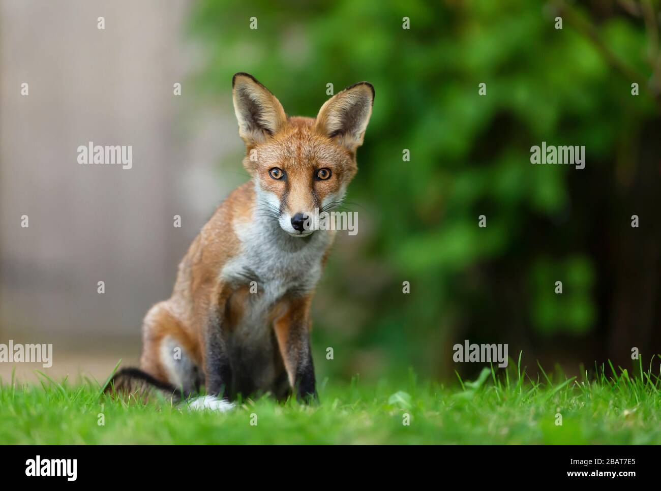 Close up of a young Red fox (Vulpes vulpes) sitting on grass, UK Stock Photo - Alamy