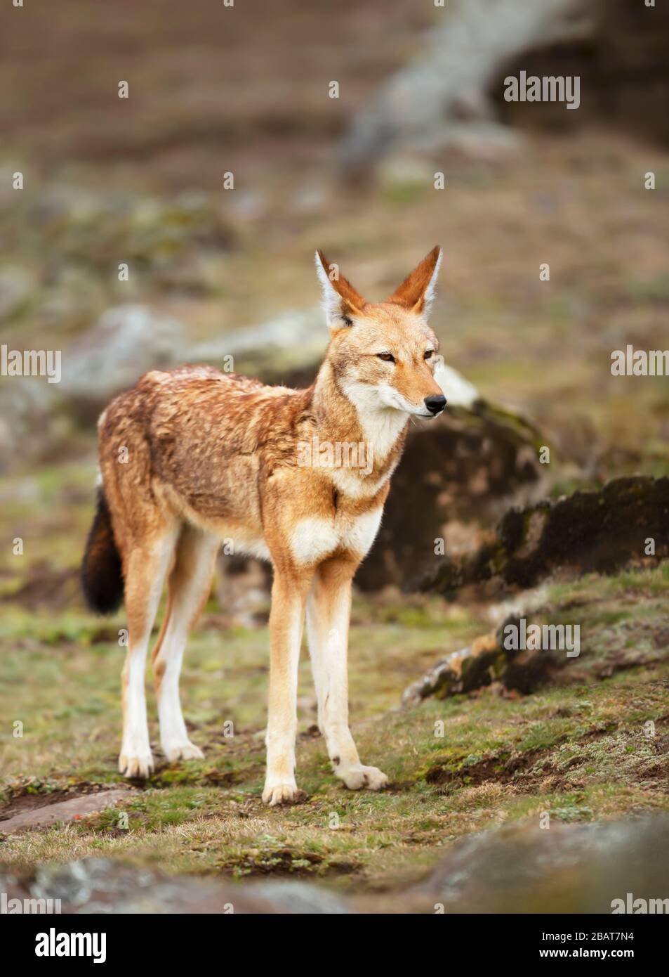 Close up of a rare and endangered Ethiopian wolf (Canis simensis) in ...