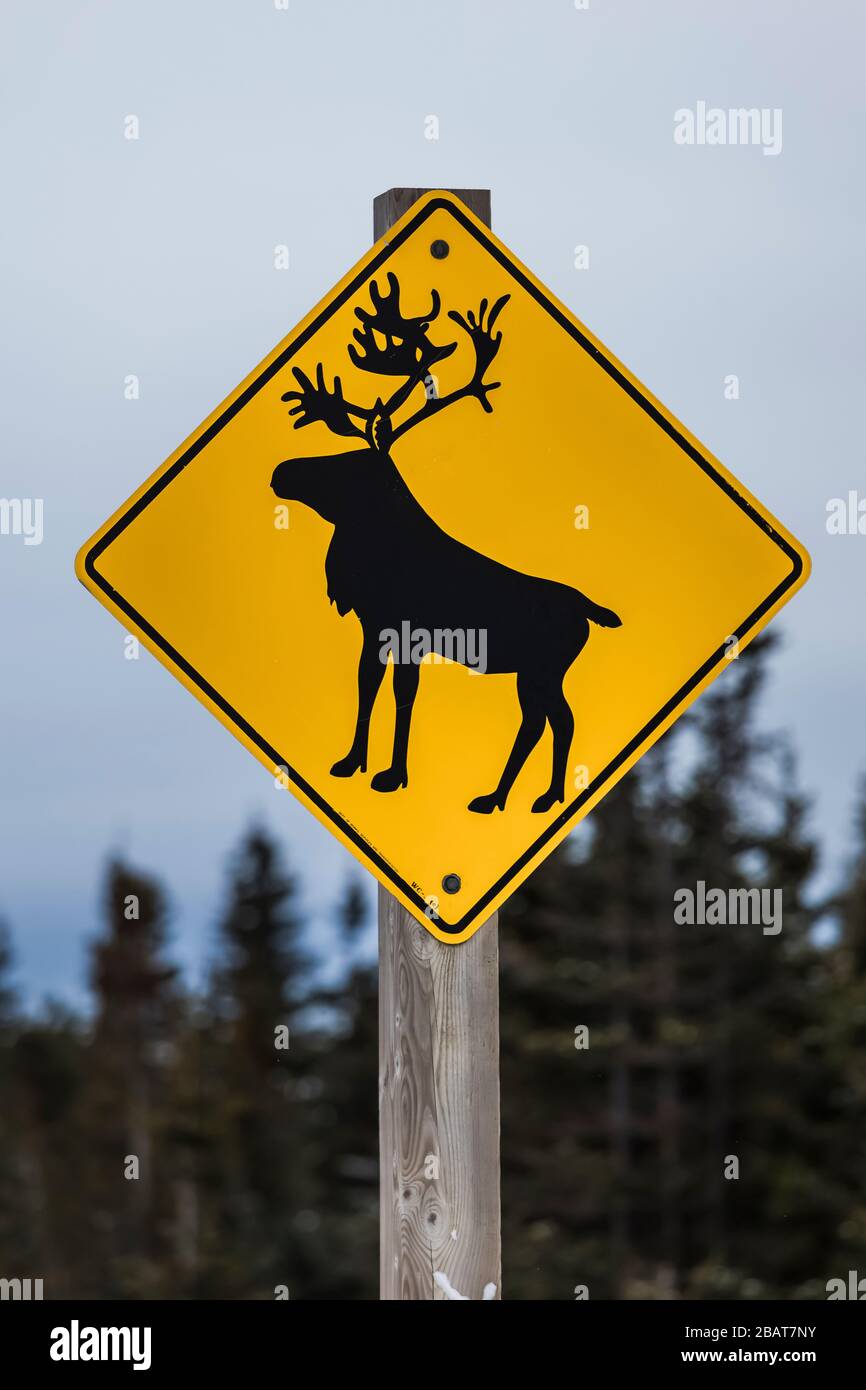 Caribou caution sign along highway on Fogo Island in Newfoundland ...