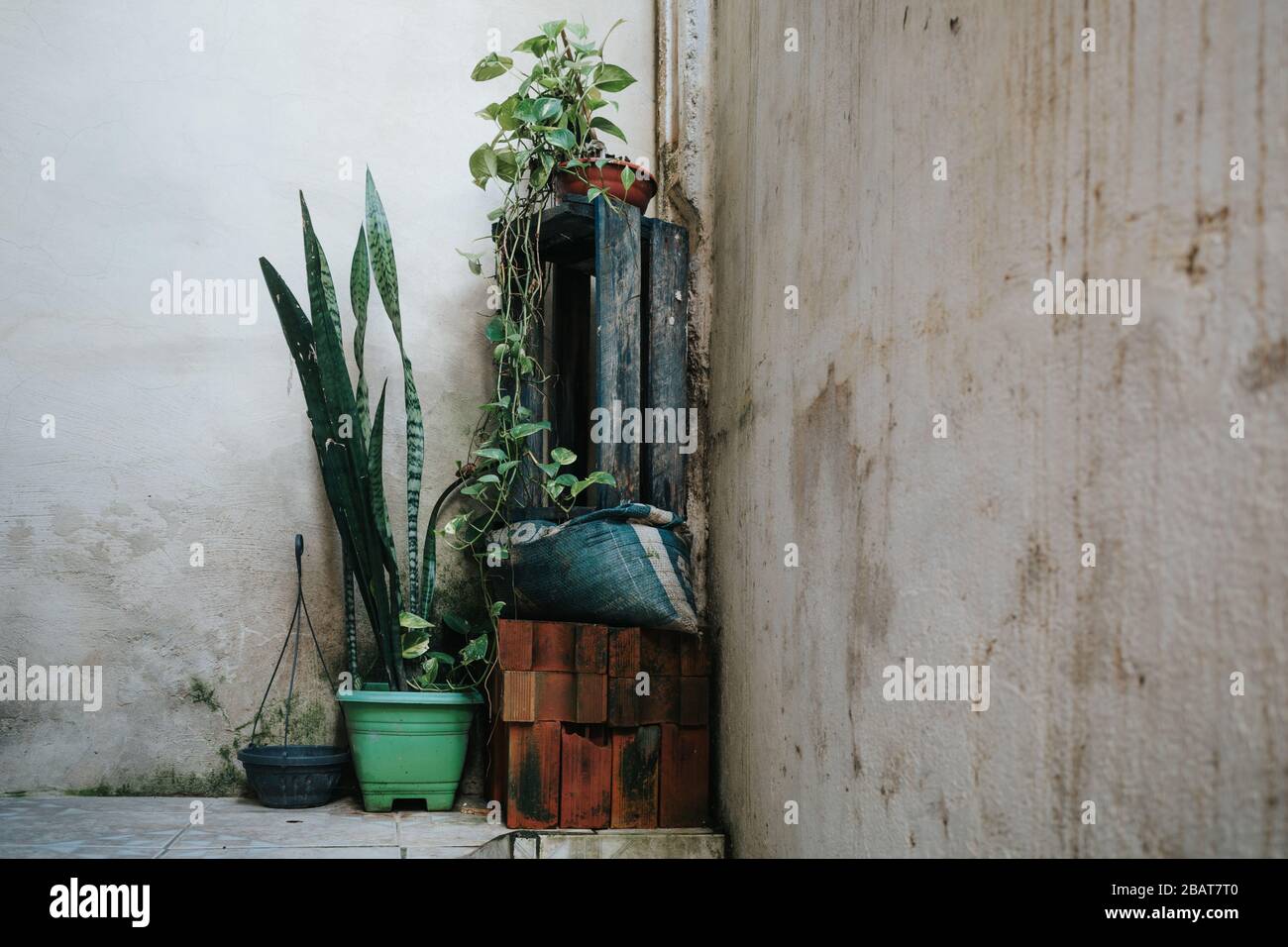 flower pot on a wall in a favela in Rio de Janeiro, Brazil Stock Photo ...