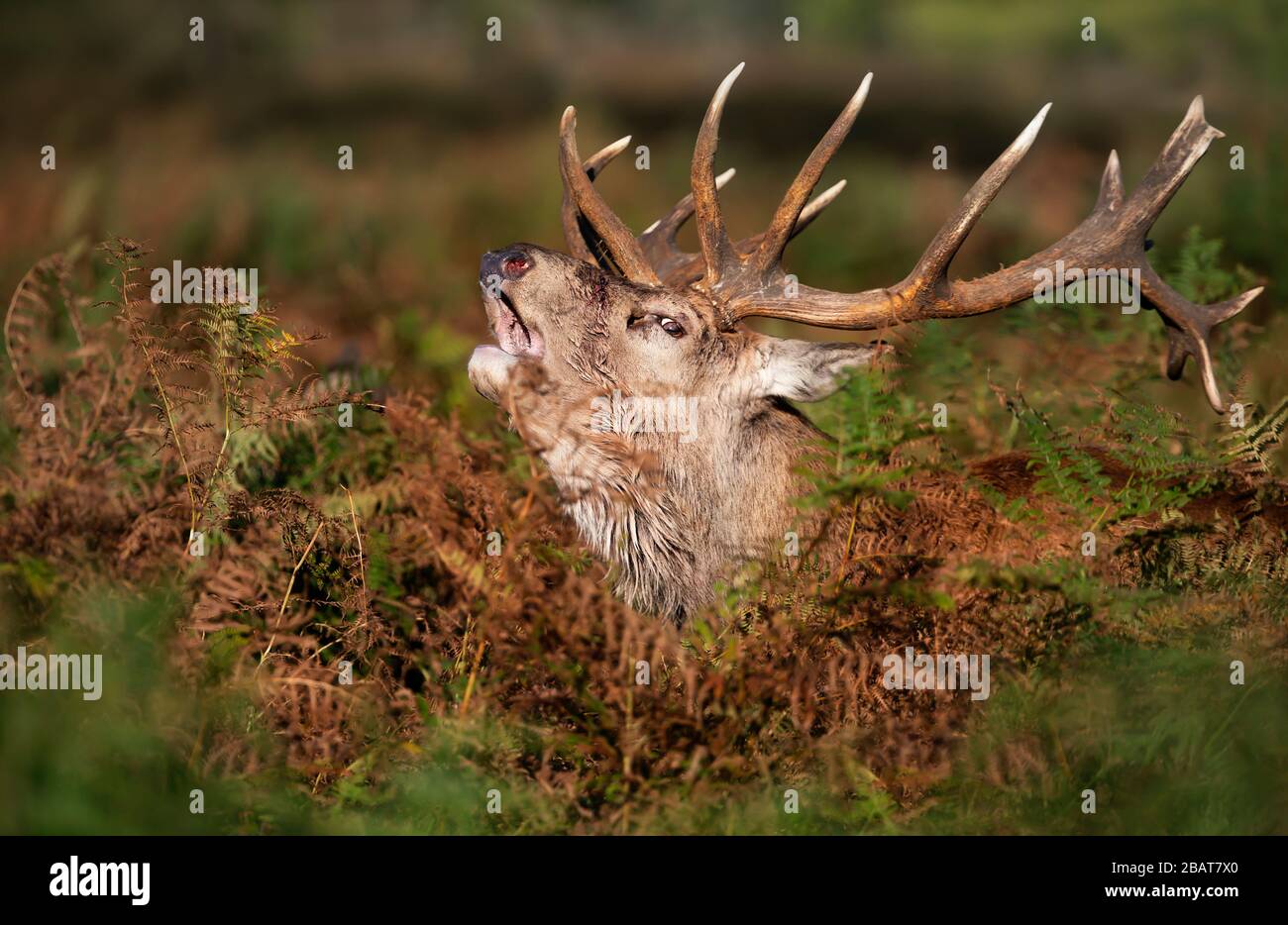 Injured deer hi-res stock photography and images - Alamy