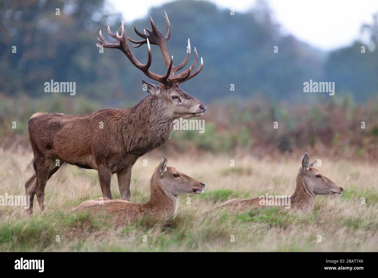 Close-up of a red deer stag with hinds in the falling rain, UK Stock ...