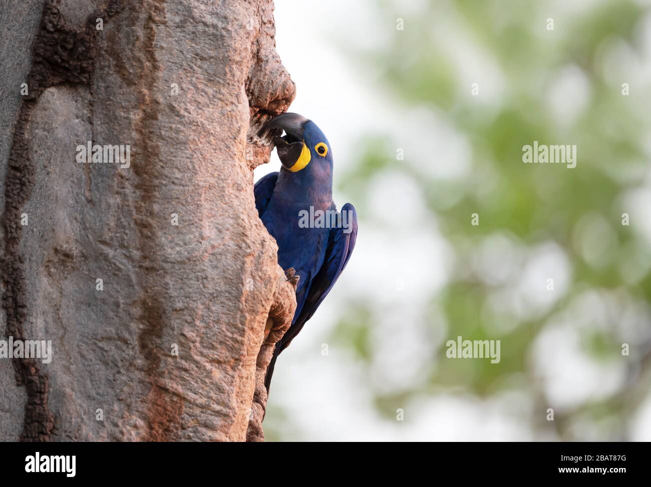 Macaw palm hi-res stock photography and images - Alamy