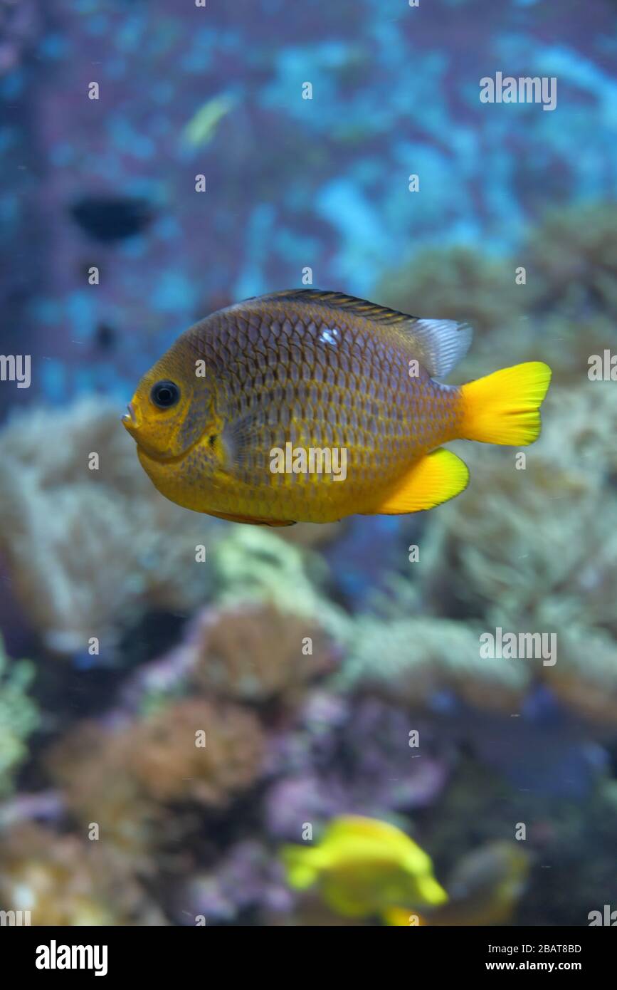 Colorful coral reef fishes of the Sea Stock Photo - Alamy