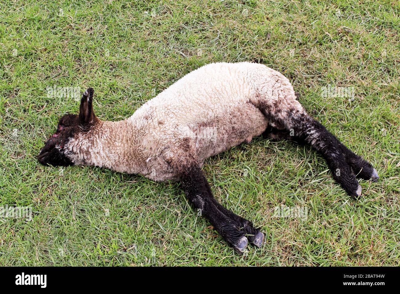 Dead sheep is bleeding from the eyes. Sehestedt, Jade, Wesermarsch ...