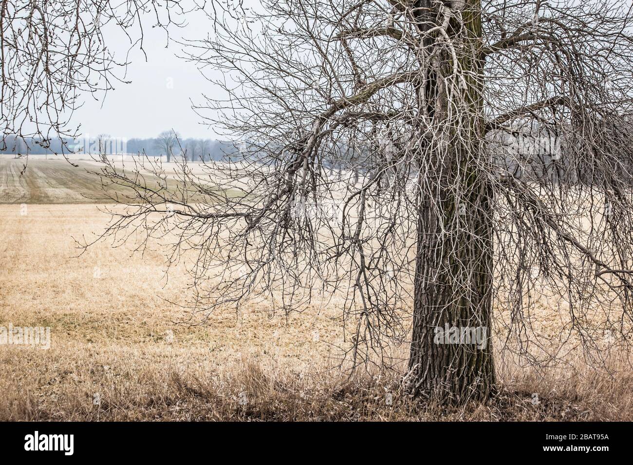Bare poplar tree in winter with brown farm fields Stock Photo - Alamy
