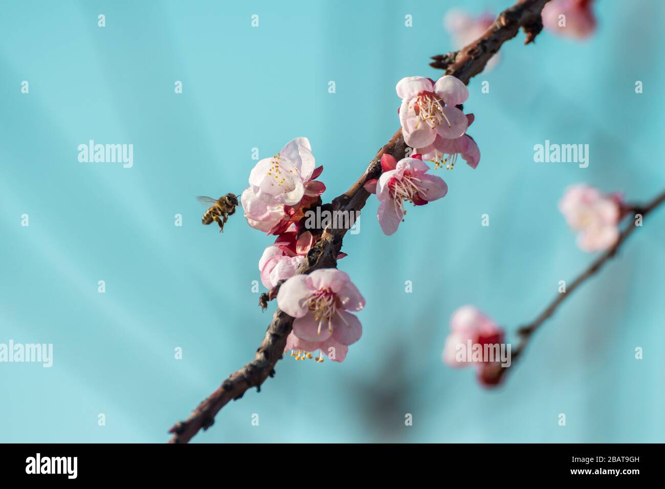 Close-up shot of pollination process of blossoming beatiful peach ...