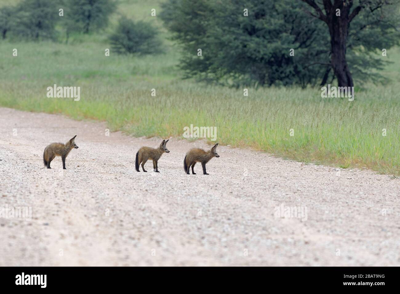 Bat-eared foxes (Otocyon megalotis), young animals, standing in the ...