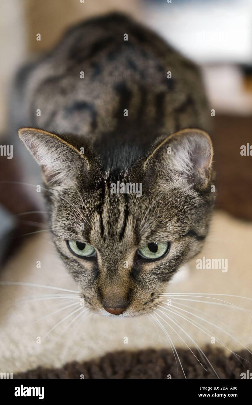 Crouching cat hi-res stock photography and images - Alamy