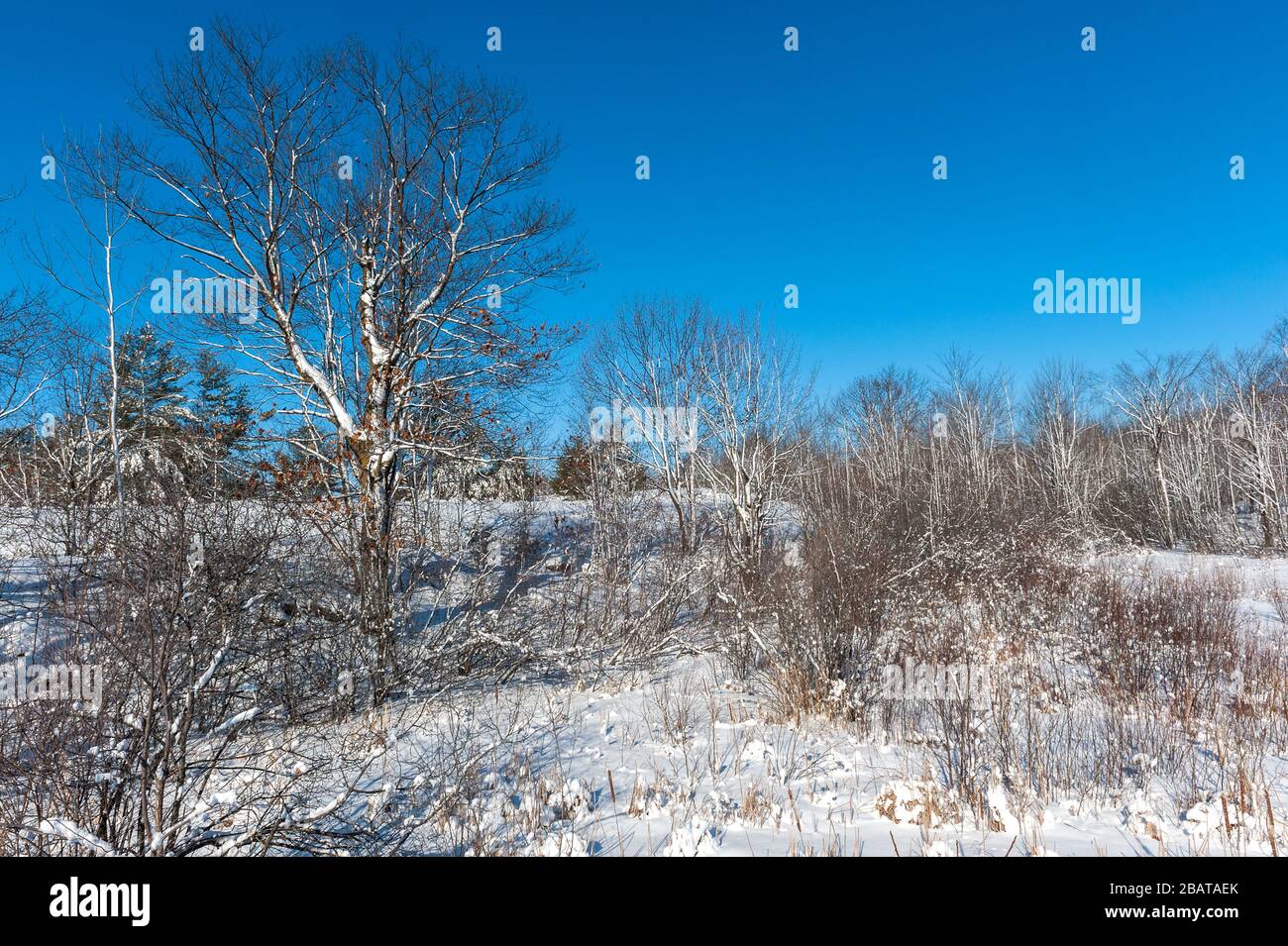Winter nature in countryside cold hi-res stock photography and images ...