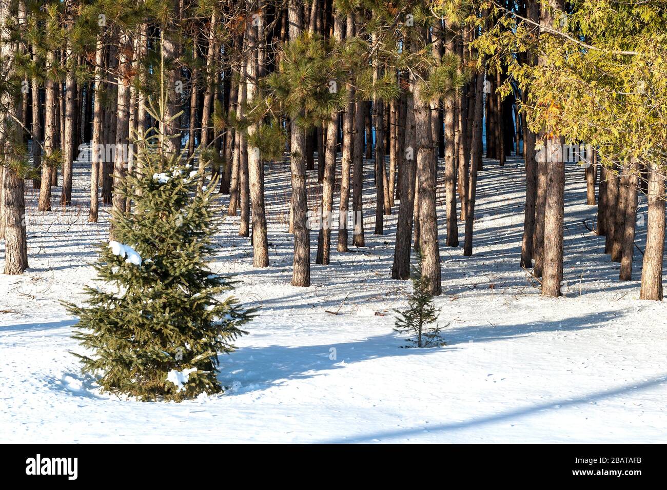 Canadian evergreen trees hi-res stock photography and images - Alamy