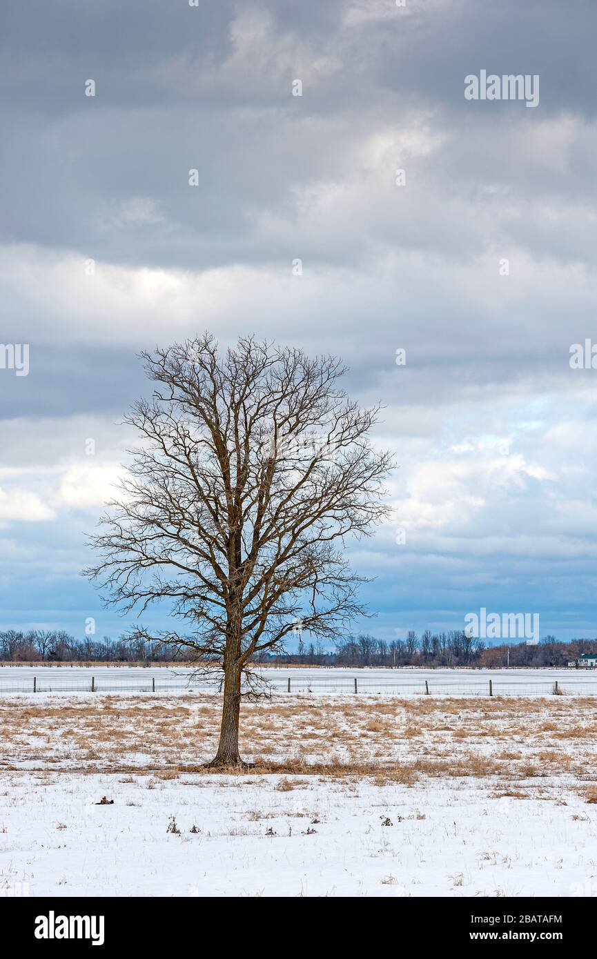 solo maple tree in field Stock Photo - Alamy