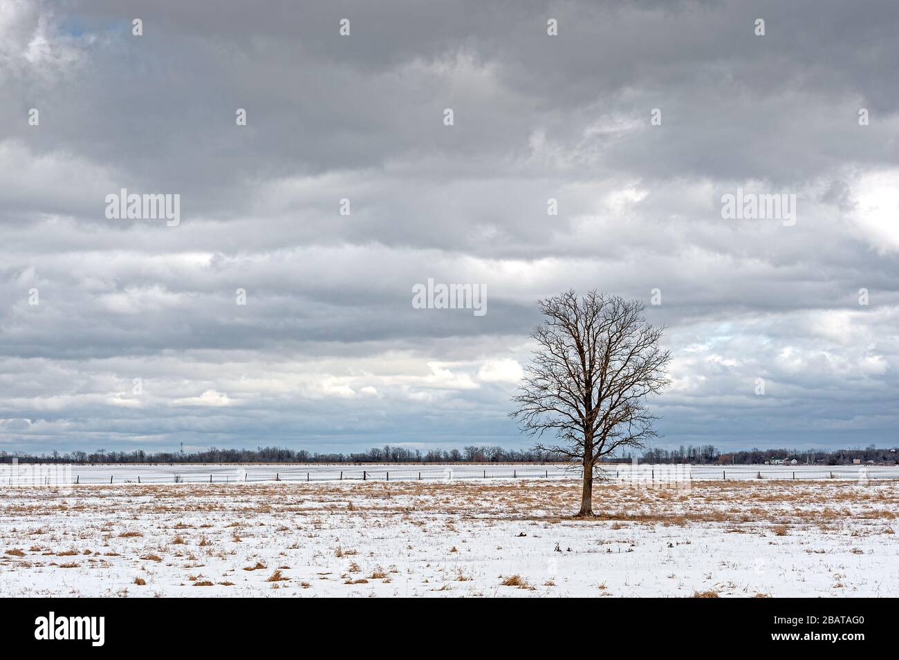 solo maple tree in field Stock Photo - Alamy