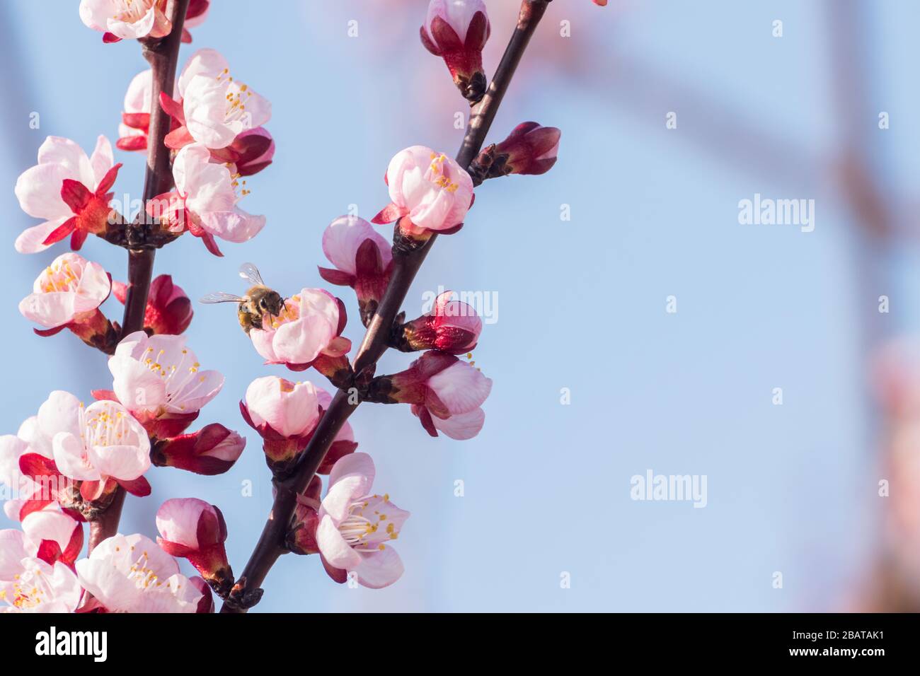 Close-up shot of pollination process of blossoming beatiful peach ...