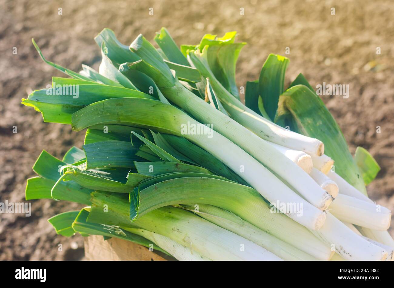 Leek harvesting hi-res stock photography and images - Alamy