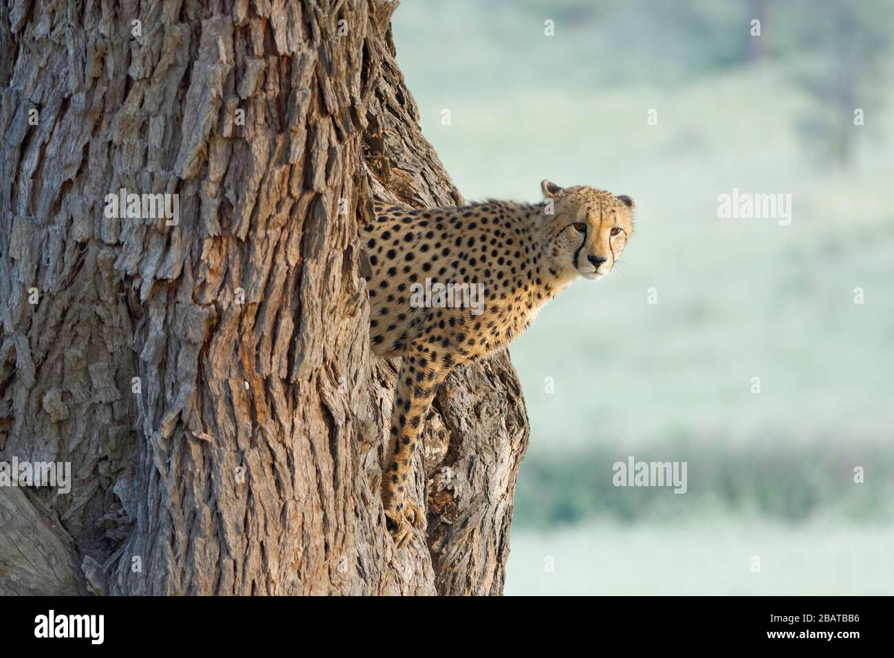 Cheetah on a trunk hi-res stock photography and images - Alamy