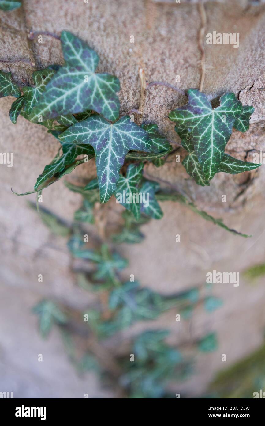 Green himalayan ivy (Hedera nepalensis) on a tree trunk Stock Photo - Alamy