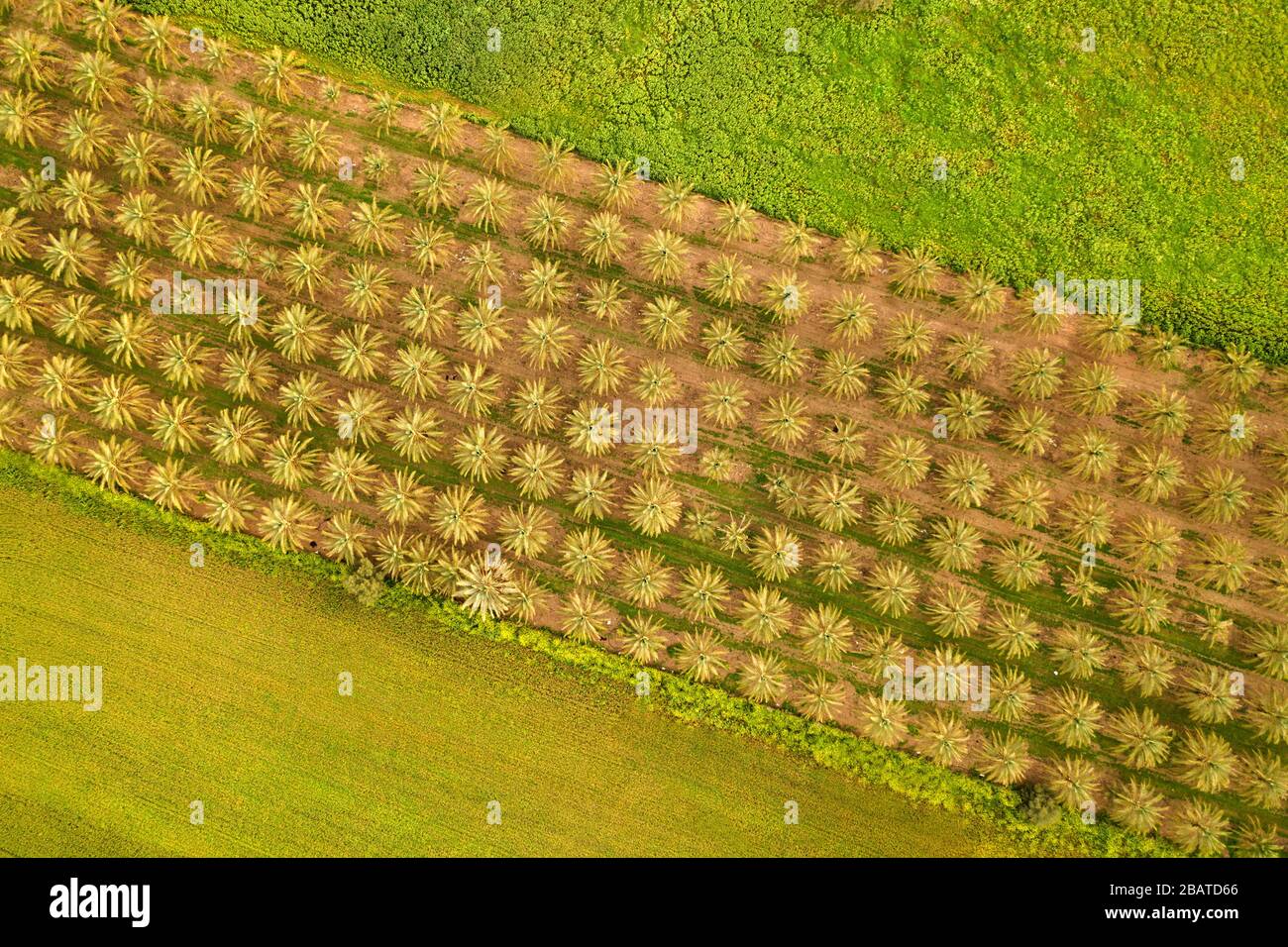 Top view date palm tree hi-res stock photography and images - Alamy
