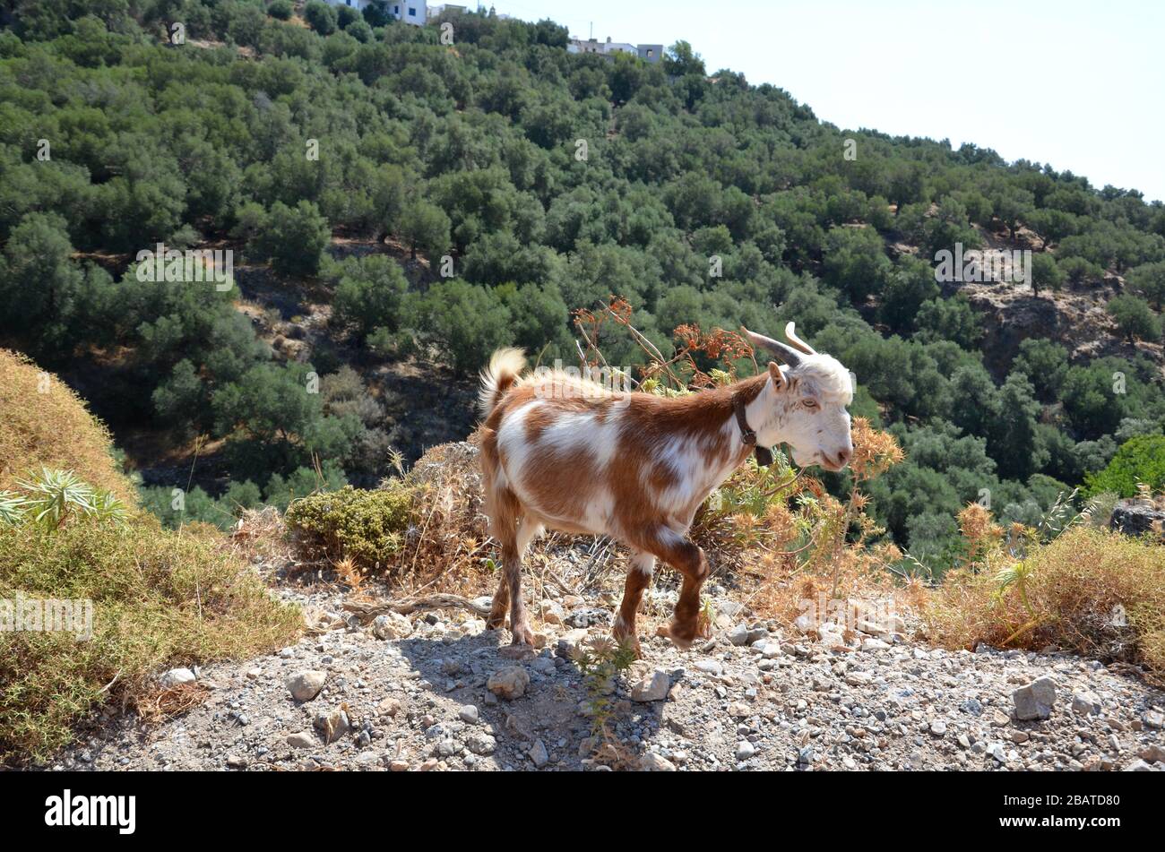 It's easy to see on Crete island many goats grazing Stock Photo - Alamy