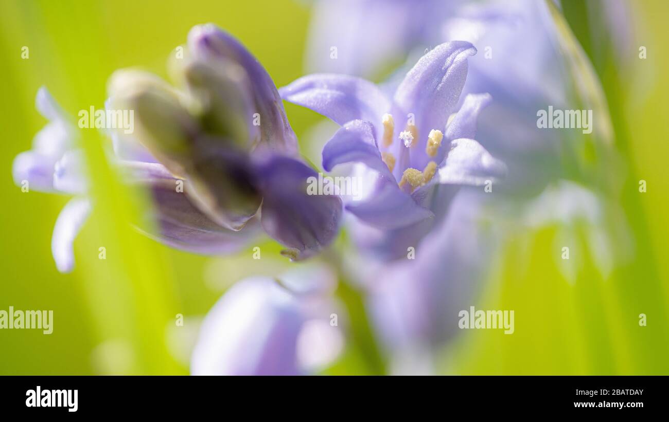Beautiful detail shots of blue bell (hyacinths) season during the ...