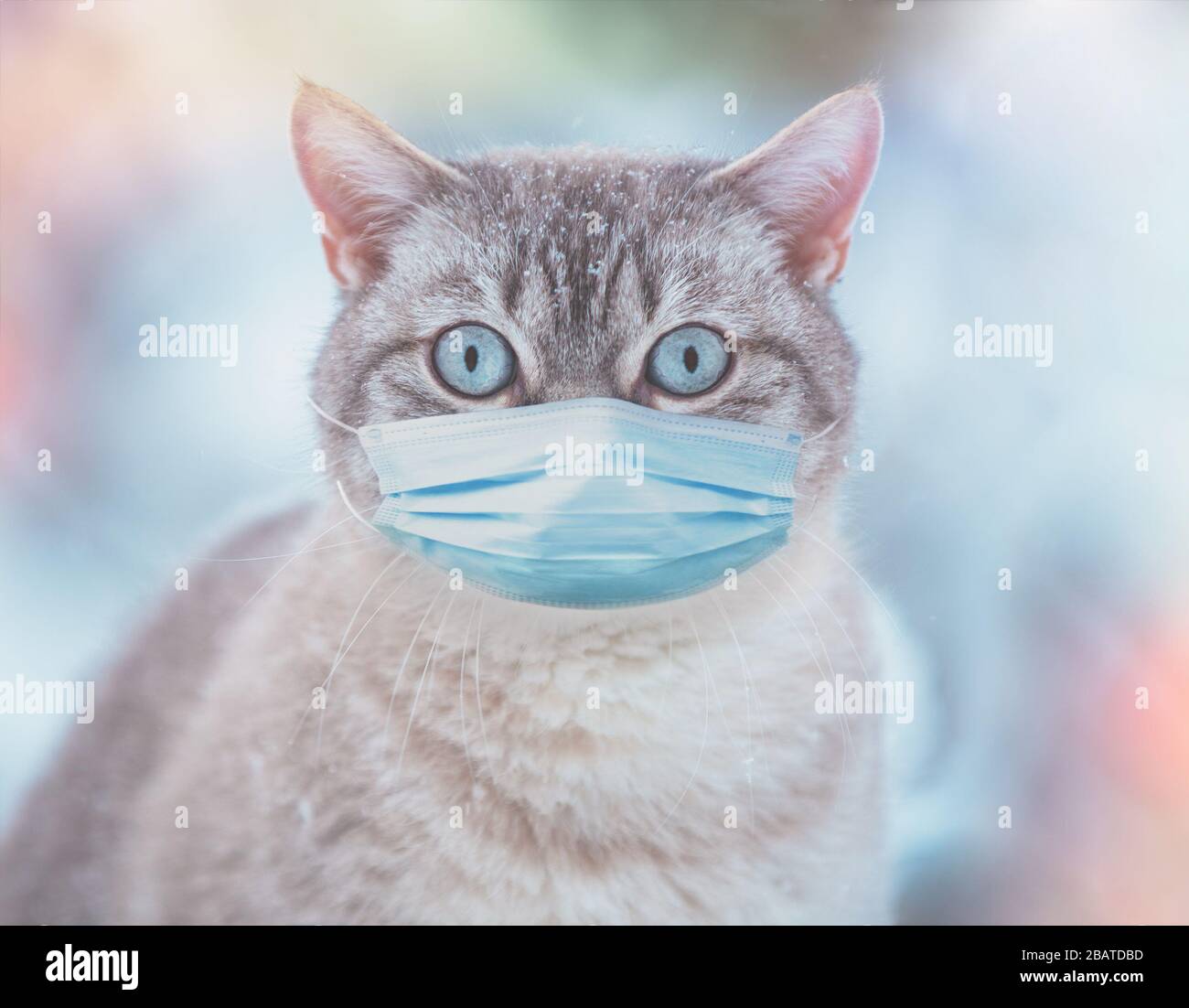 The cat in medical face mask (respirator) outdoors. Medical concept ...