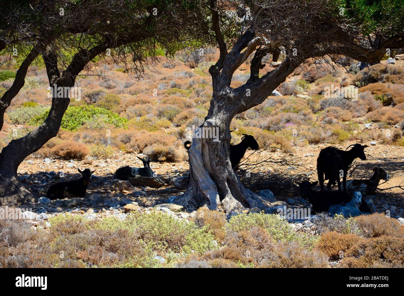 Island Of Goats High Resolution Stock Photography and Images - Alamy