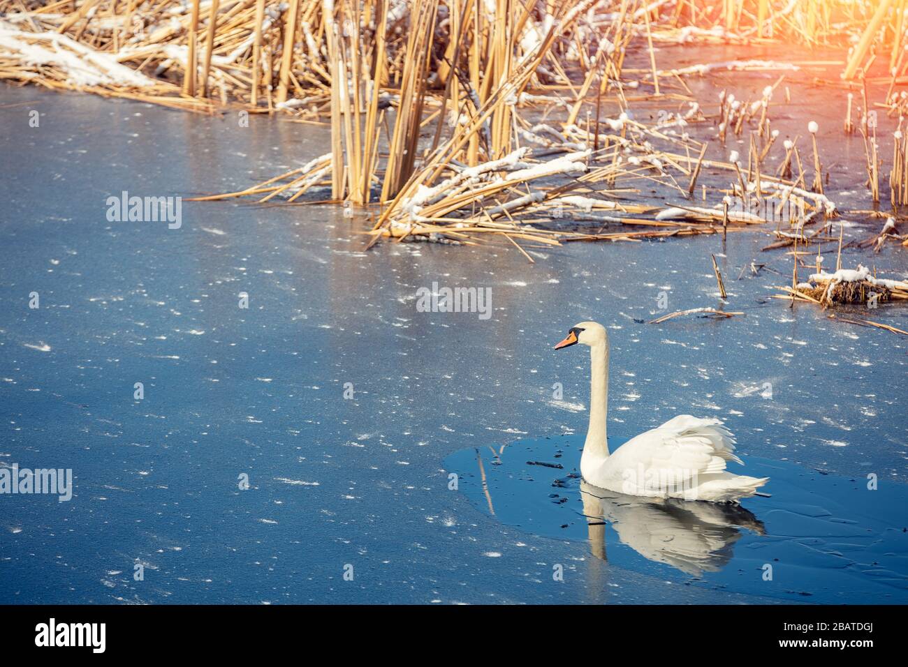 Swan swimming river water winter hi-res stock photography and images ...