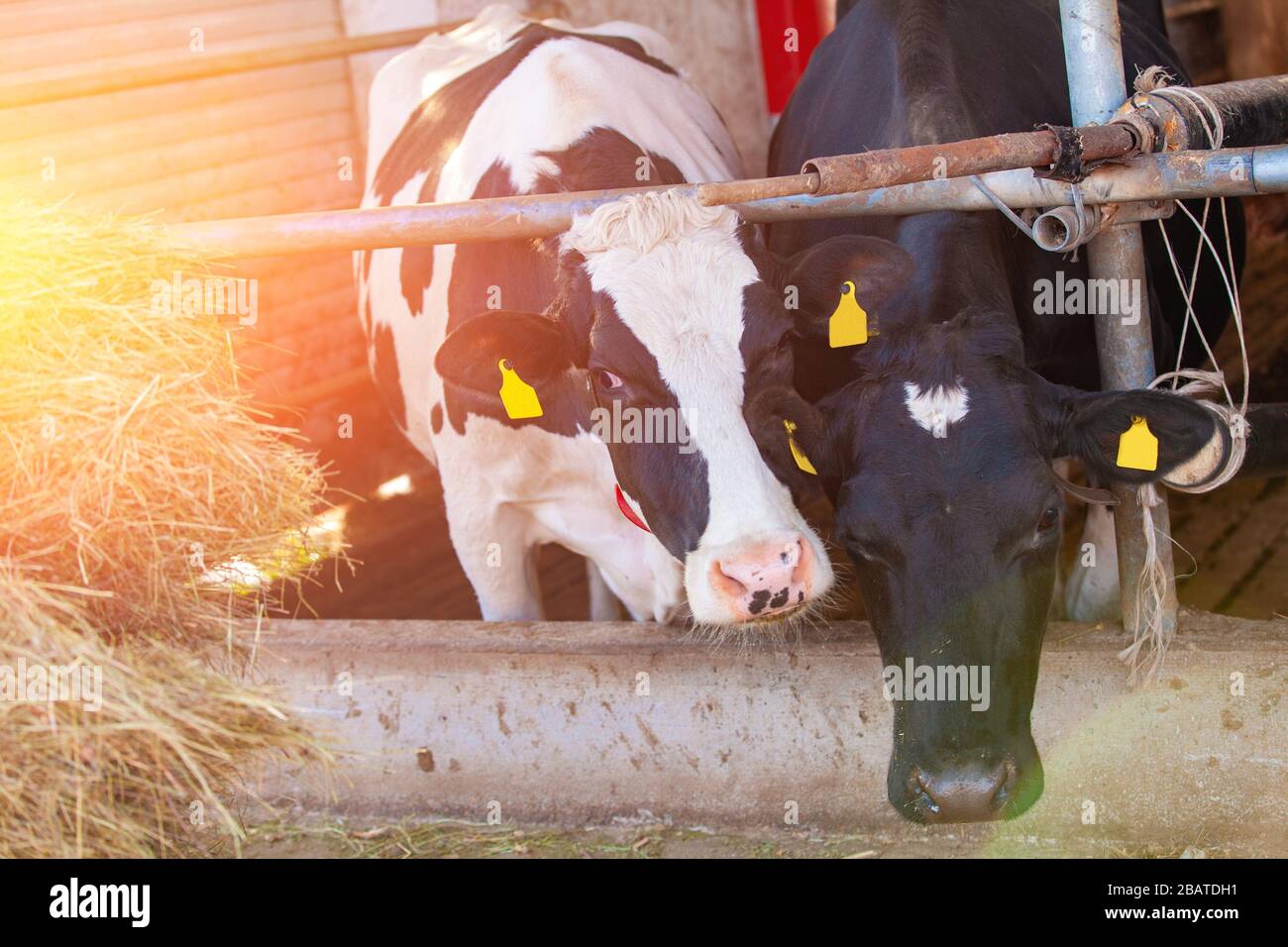 Two cows in the farm. The cows eat hay Stock Photo - Alamy