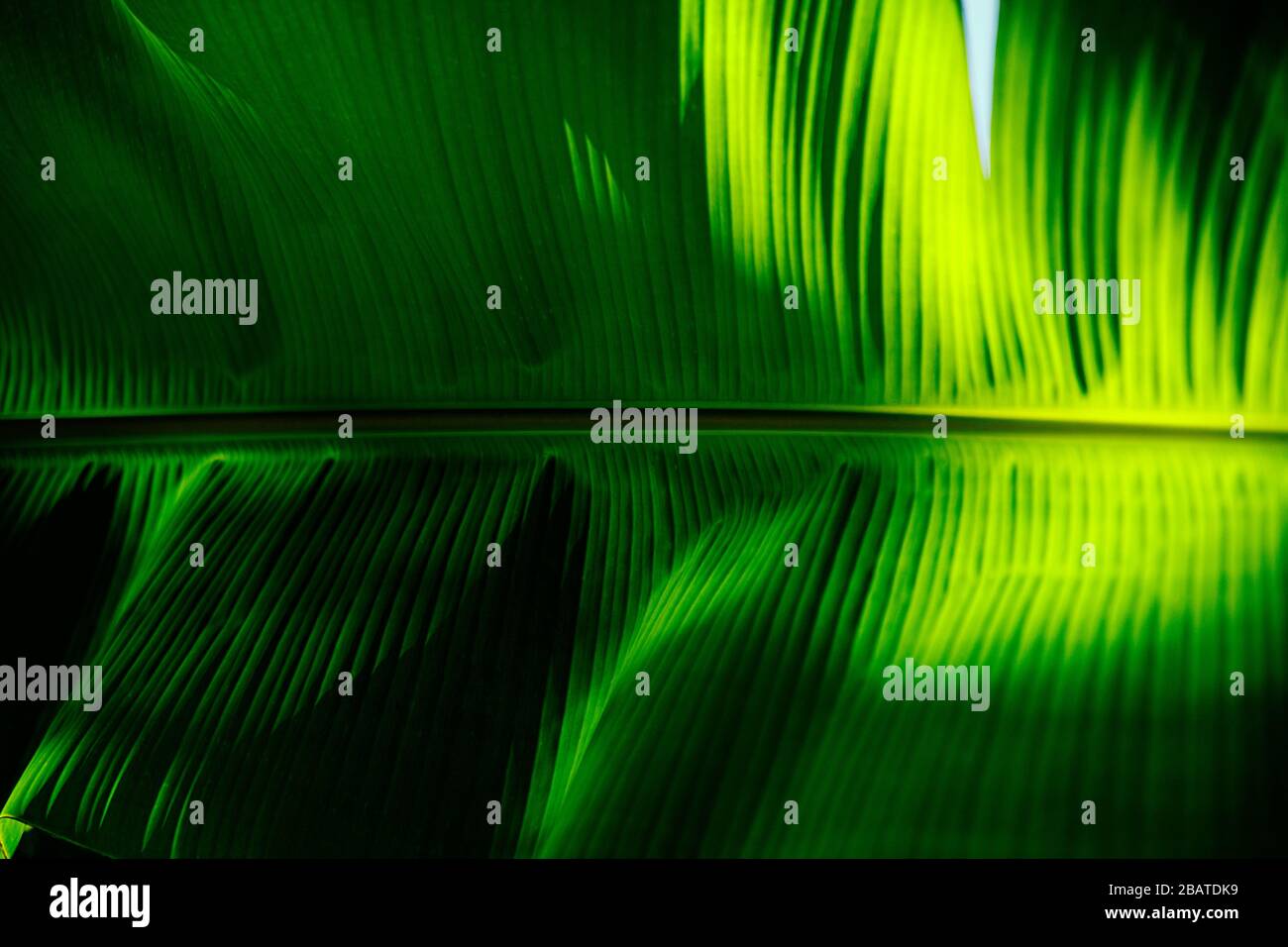 palm tree leaf , cuba Stock Photo - Alamy