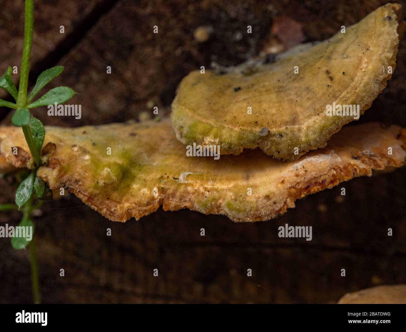 Poisonous mushrooms parasitizing on the tree. Selective focus Stock ...
