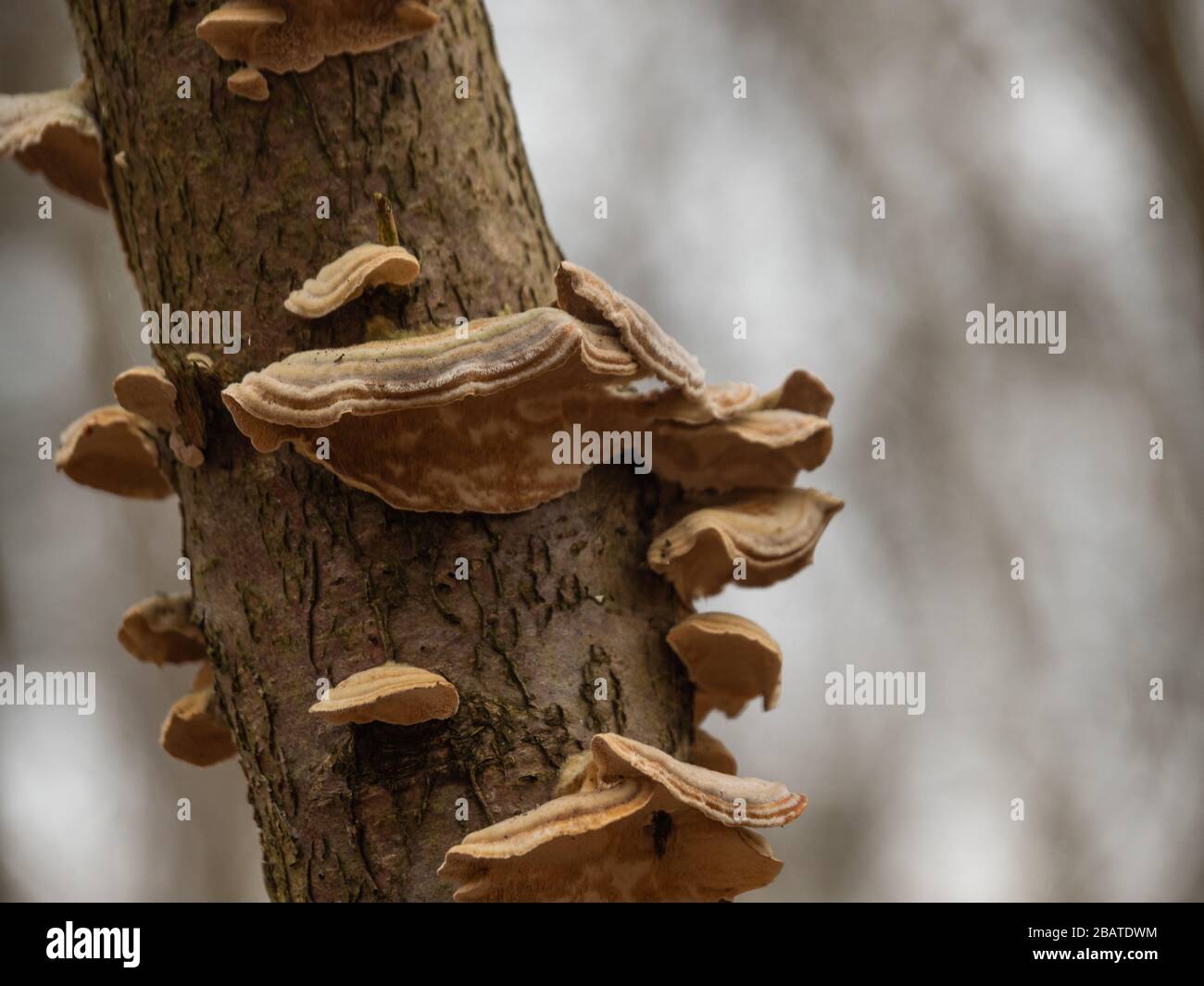 Parasitizing hi-res stock photography and images - Alamy