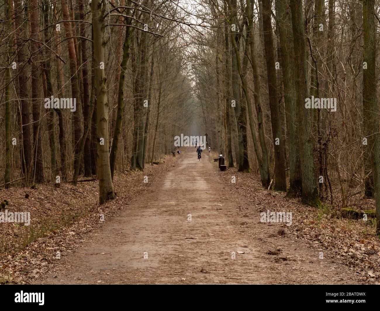 The path for walkers, runners and cyclists in Kabacki forest, during ...
