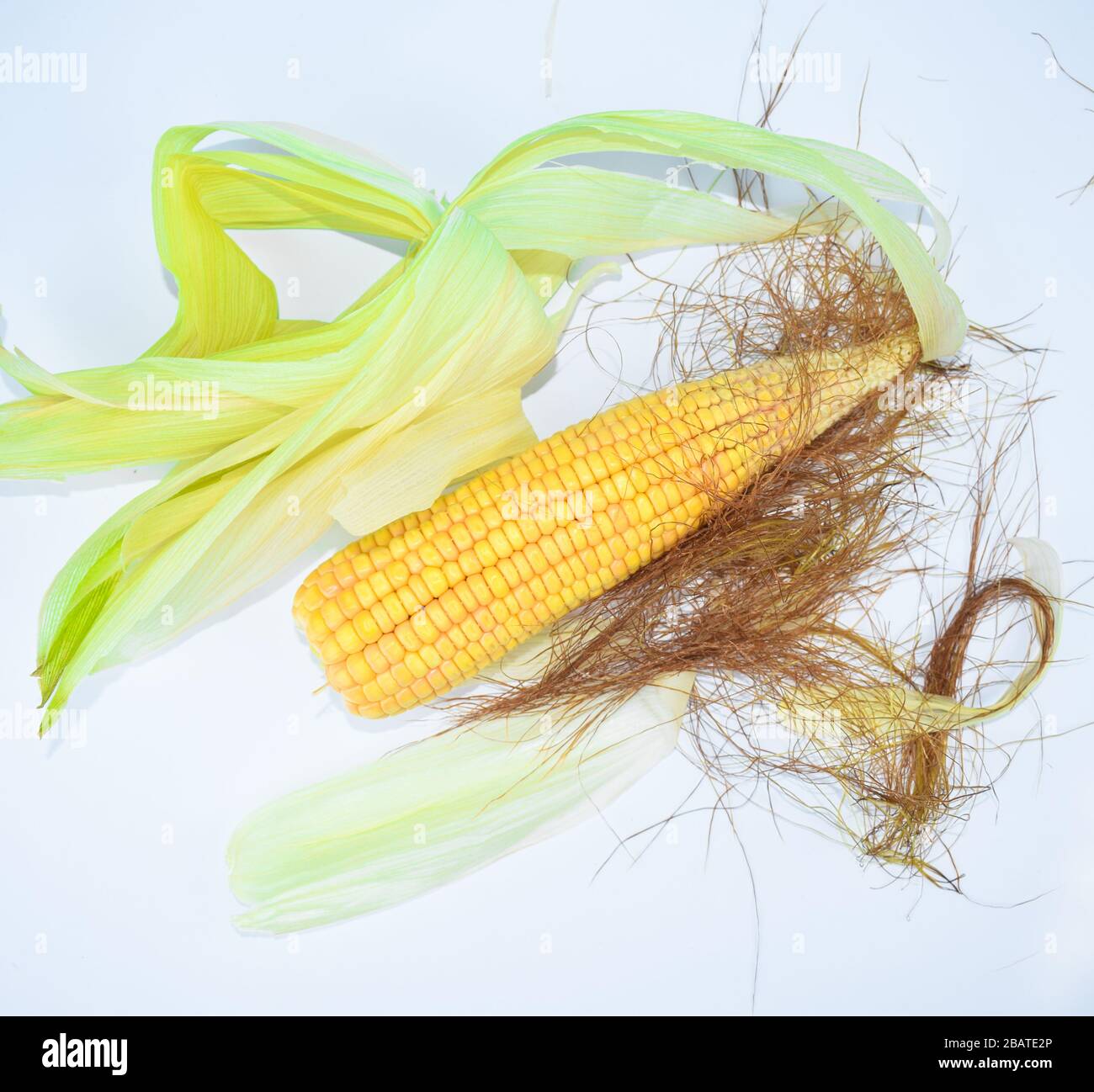 Single ear of fresh corn with corn leaves isolated on a empty white ...