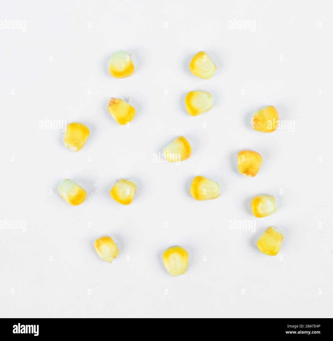 Yellow sweet corn seeds which are scattered across an isolated white ...