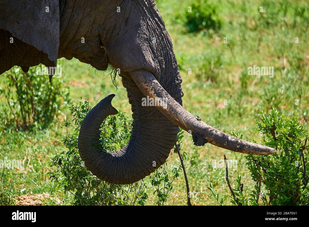 An elephant's trunk and tusks are heavily used tools Stock Photo - Alamy