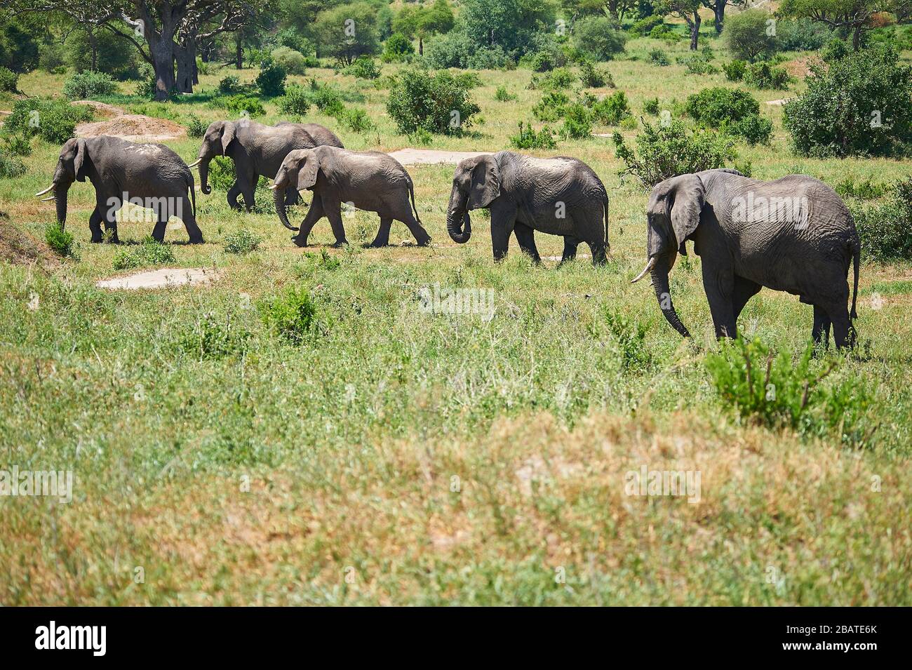 An elephant troop marching the plains of Tarangire valley, Tanzania ...